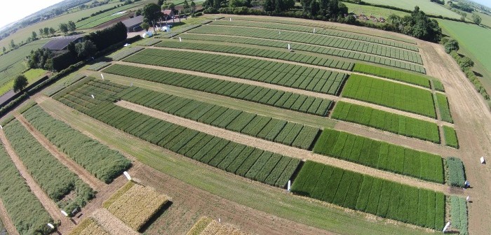 Great result for new SDHI fungicide | News from AA Farmer