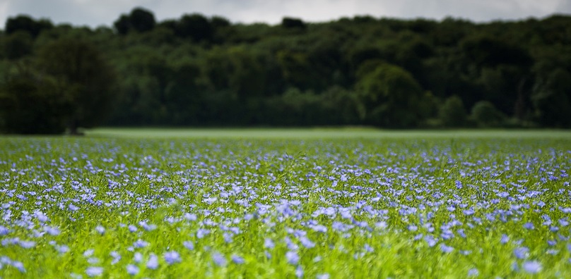 Spring linseed – the black-grass break crop | Agronomist & Arable Farmer
