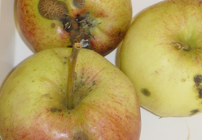 New SDHI fungicide from BASF offers excellent control of apple scab and ...