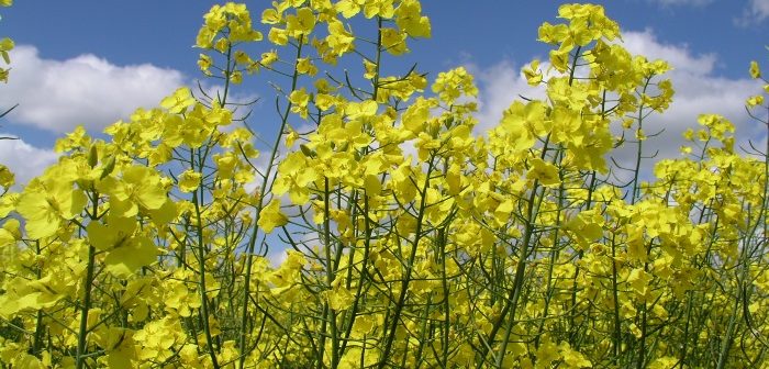 Eight things growers can do to make a success of spring oilseed rape ...
