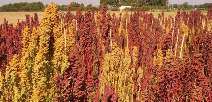 Faster and better breeding of sustainable and healthy quinoa | News ...
