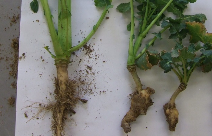 PGRO rapid molecular soil test for brassica crop clubroot pathogen ...