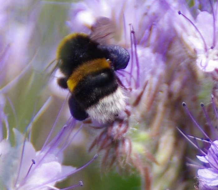 Spring spraying – time to BeeConnected | News from AA Farmer