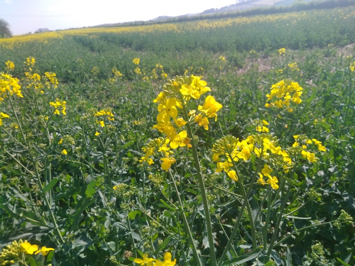 Sclerotinia alert in oilseed rape | News from AA Farmer