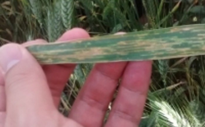 Pathogen uses light to facilitate invasion of wheat plant | News from ...