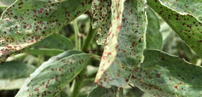 Chocolate spot and rust warning for bean growers | News from AA Farmer