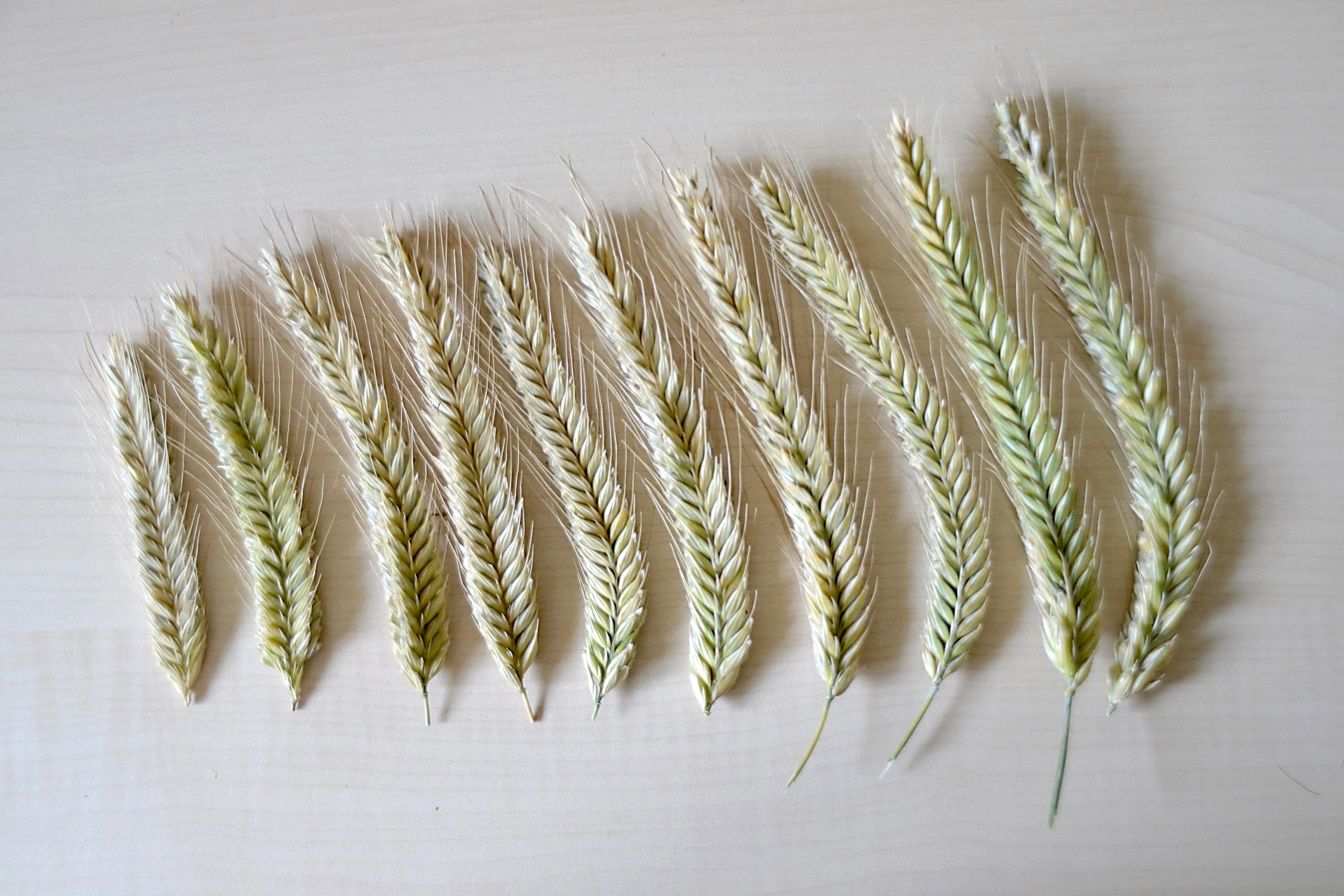 Focus on grains per ear for better hybrid rye yields | Agronomist ...