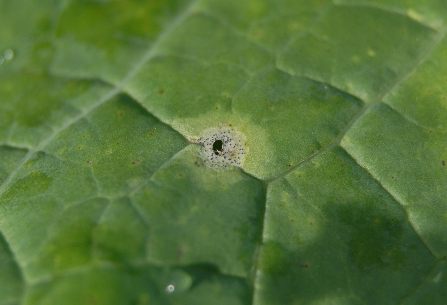 Phoma Alert for to first signs of disease | Agronomist & Arable Farmer