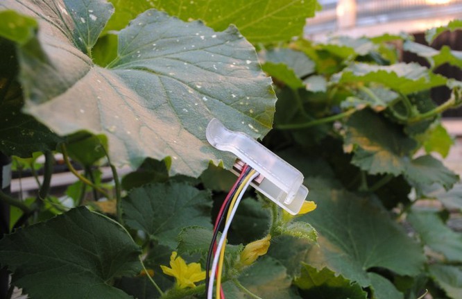 Leaf sensors can tell when crop needs to be irrigated | News from AA Farmer