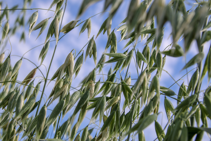 Richardson Milling eyes spring oat rewards | News from AA Farmer