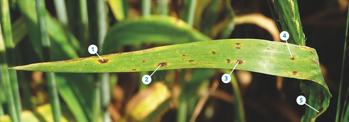 Ramularia much easier to spot, thanks to new AHDB guidance | News from ...