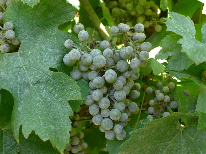 Sercadis - the most powerful SDHI fungicide has a new EAMU in ...