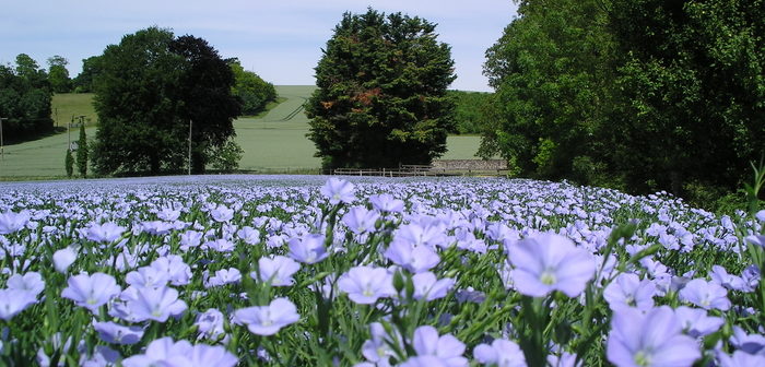 Spring linseed – a great break crop | News from AA Farmer