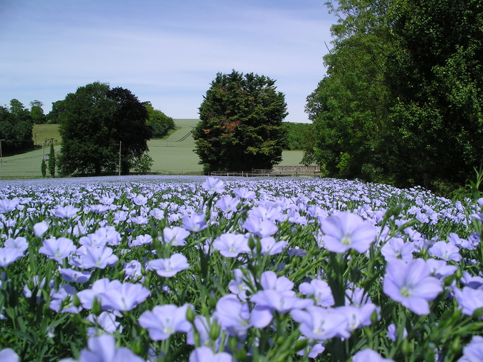 Spring linseed – a great break crop | News from AA Farmer
