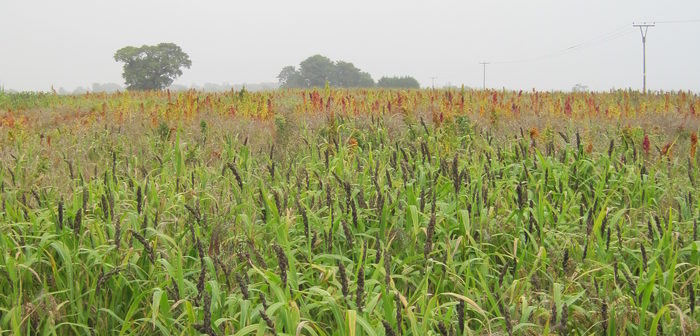 EAMU for Dow Shield 400 in game cover crops | News from AA Farmer