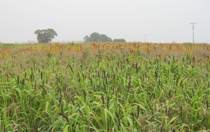 EAMU for Dow Shield 400 in game cover crops | Agronomist & Arable Farmer