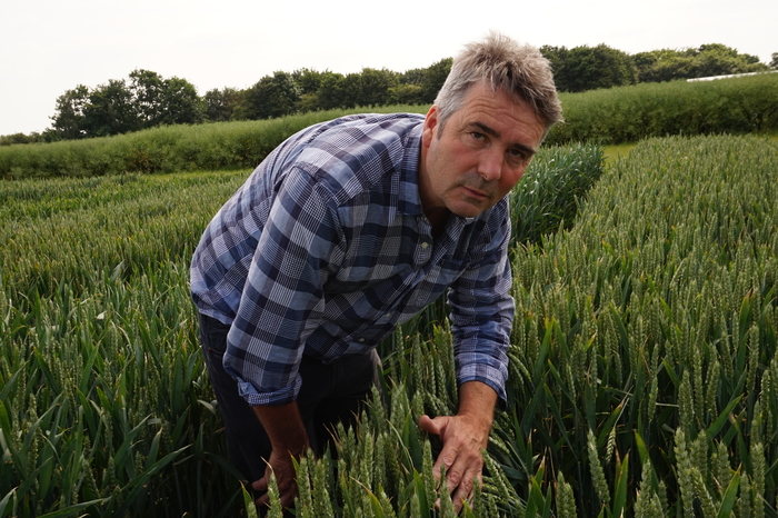 The future is bright for the Limagrain wheat breeding programme | News ...