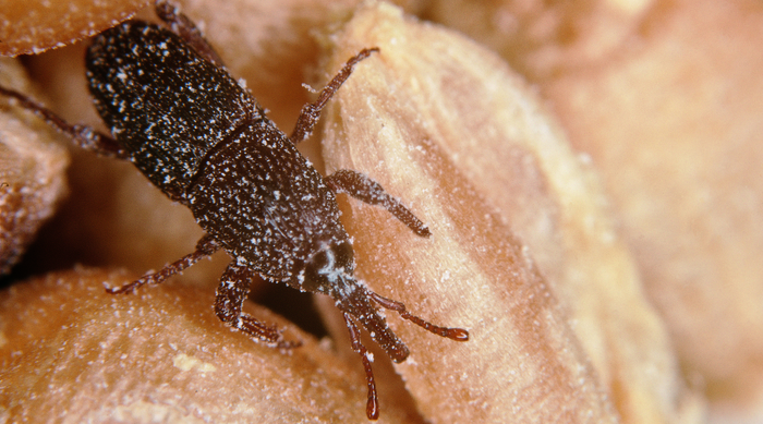 Stored grain insecticide MRLs are changing | News from AA Farmer