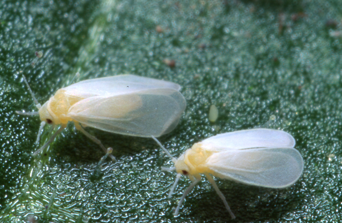 Traditional insecticide returns for whitefly control in protected ...