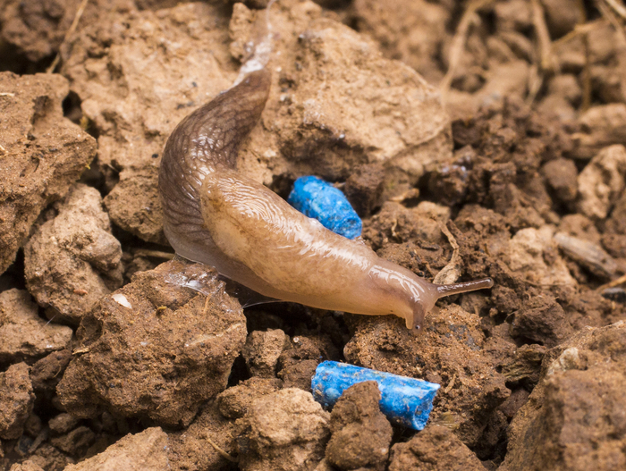 Moderate-to-high slug pressure anticipated for the season ahead | News ...