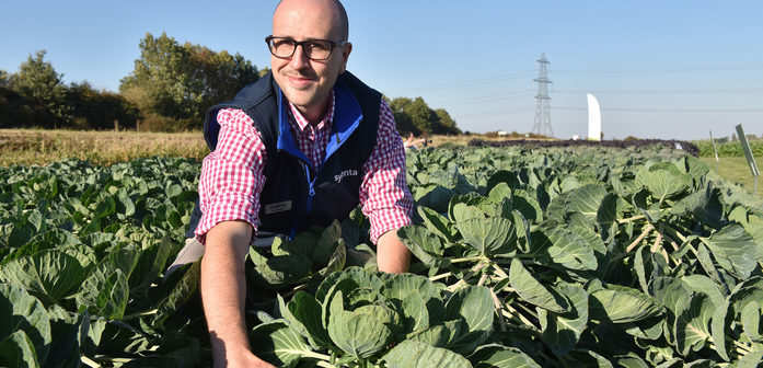 Minecto One gives veg growers new insect control option | News from AA ...