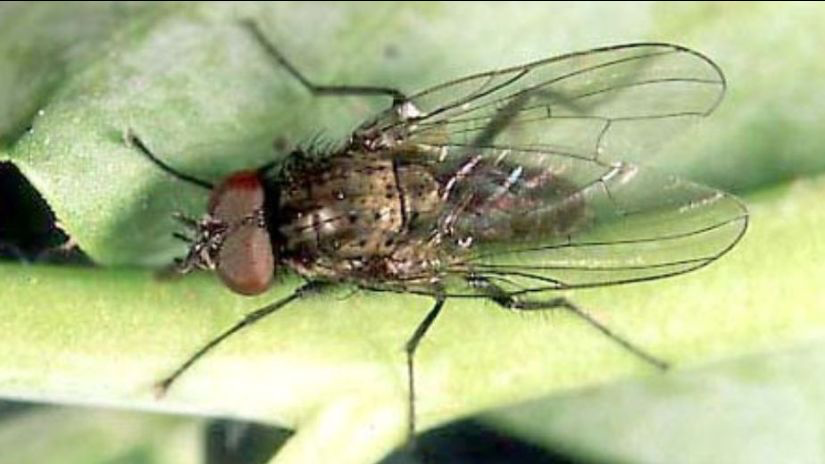 Bean seed fly | News from AA Farmer