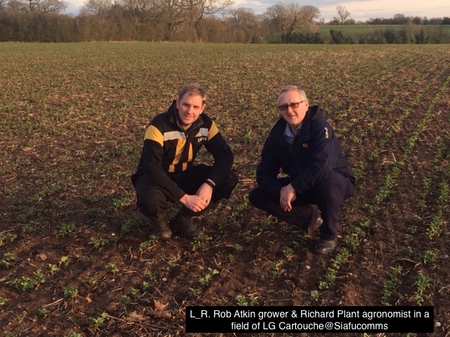 Growing beans for a protein premium | News from AA Farmer