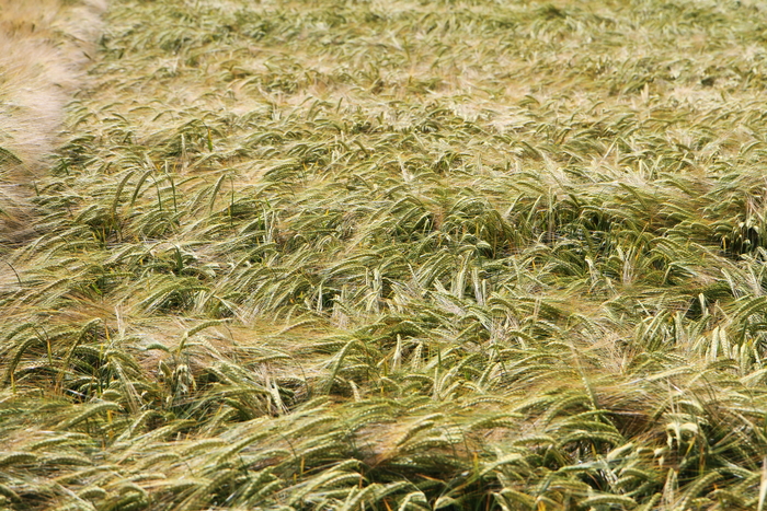 Boost the performance of spring barley crops | News from AA Farmer