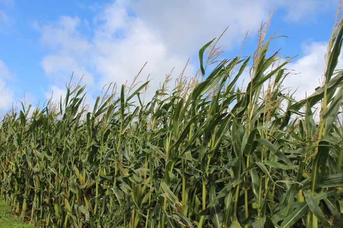 Two new maize varieties from KWS | Agronomist & Arable Farmer