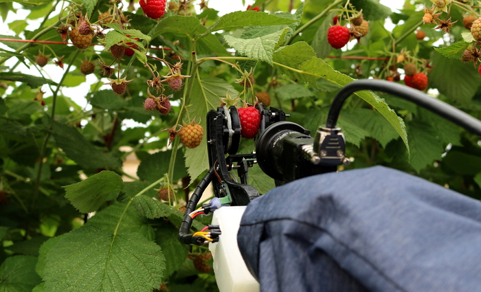 Automated raspberry harvesting could be a reality in five years ...