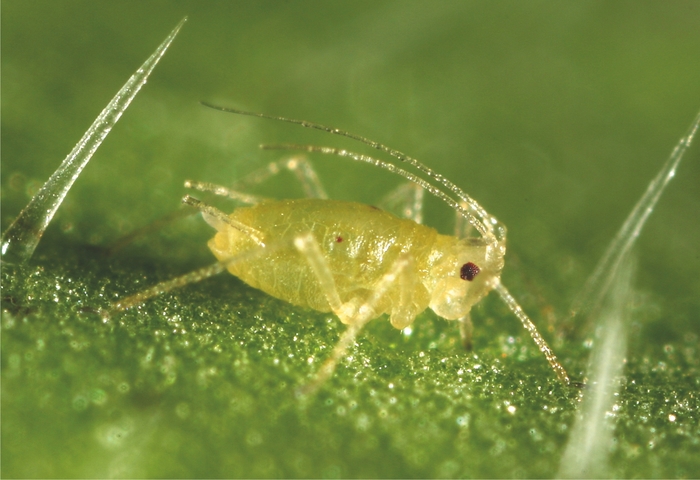 Emergency authorisation for sugar beet aphicide | News from AA Farmer