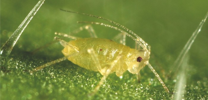 Emergency authorisation for sugar beet aphicide | Agronomist & Arable ...
