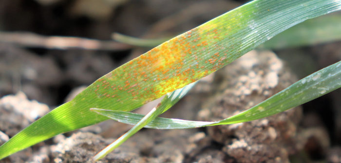 New pathotypes add complexity to wheat rust population | News from AA ...