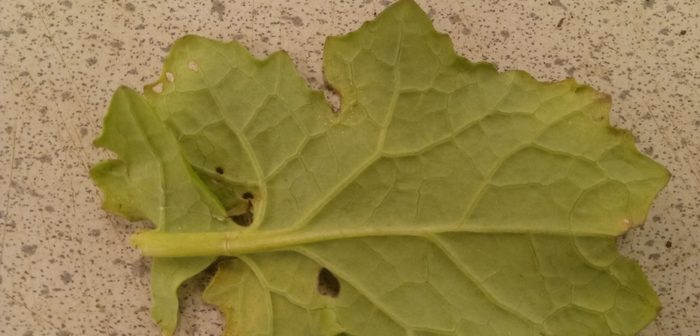 First light leaf spot symptoms identified in oilseed rape crops | News ...