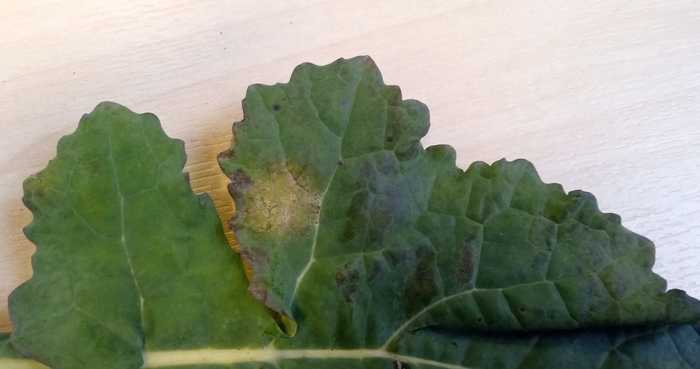Light leaf spot incidence reaches 62% | News from AA Farmer