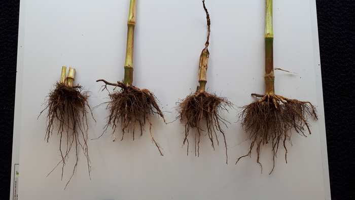 Maize Plant Roots
