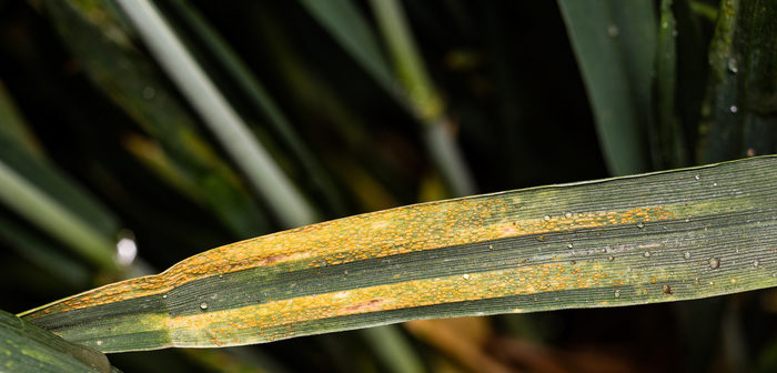 Yellow rust infections in high rated wheat varieties | News from AA Farmer
