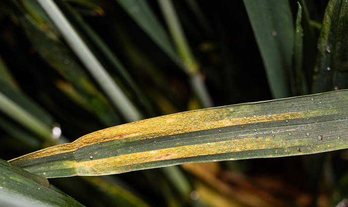 Yellow rust infections in high rated wheat varieties | News from AA Farmer