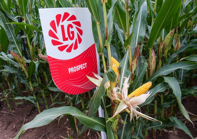 Covid no hold up to LG maize trials | News from AA Farmer