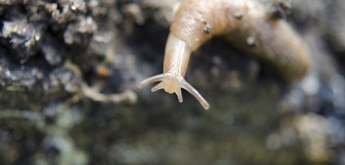New ferric phosphate molluscicide launched | Agronomist & Arable Farmer