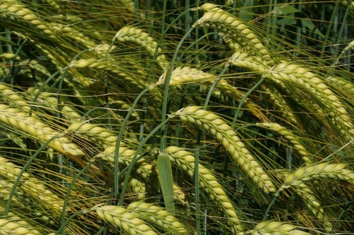 New winter barley varieties offer yield and grain quality | News from ...