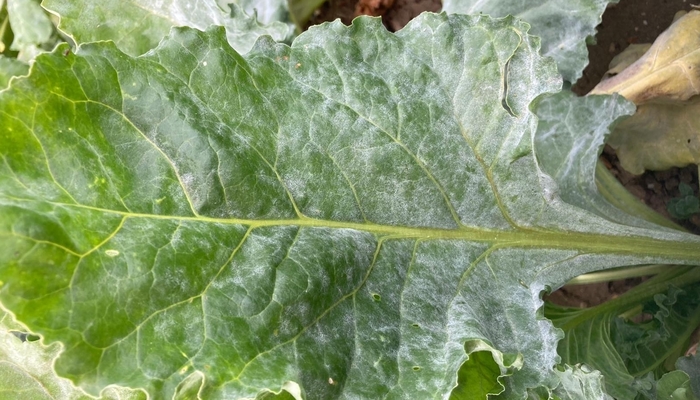 Disease succeeds virus in sugar beet crops | News from AA Farmer