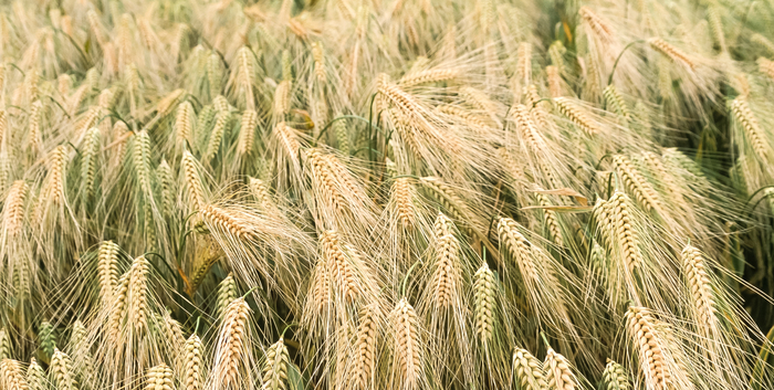 Don’t overlook take-all threat in winter barley this autumn | News from ...