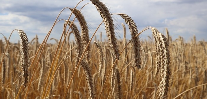 Farming News - Surge in interest in growing hybrid rye for grain set to ...