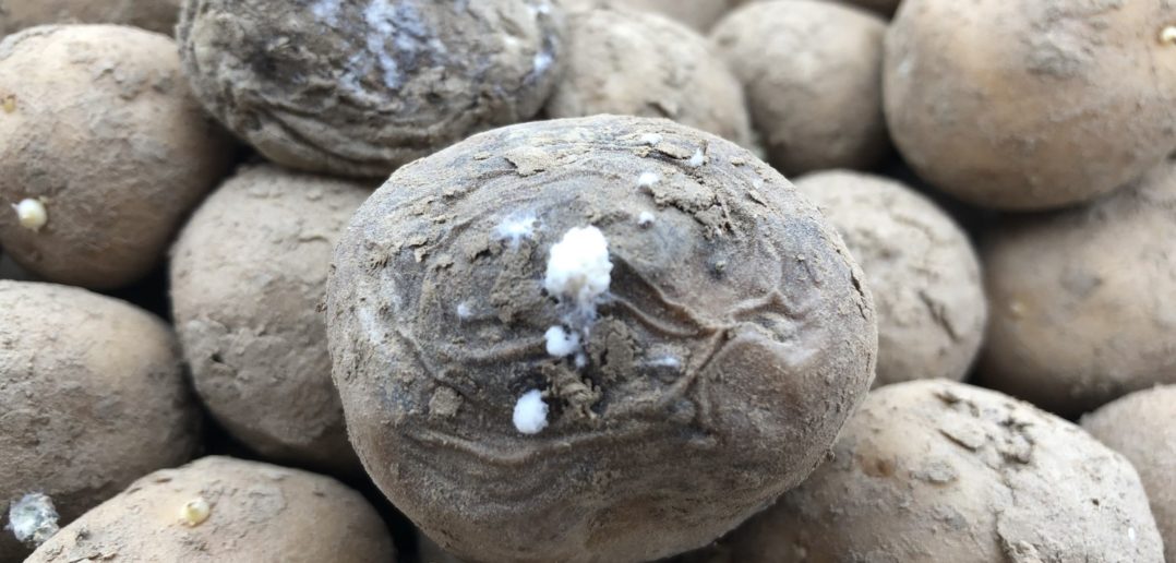 New tech can stop crop contamination | News from AA Farmer