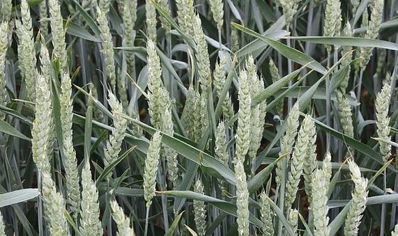 RAGT Seeds appoints new managing director | News from AA Farmer