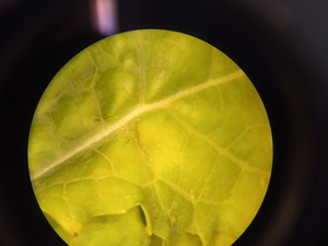 Bayer’s SpotCheck initiative returns to help oilseed rape growers ...