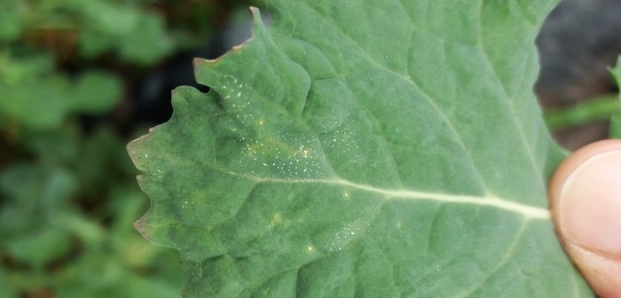 Light leaf spot risk lowest for several years, according to forecast ...