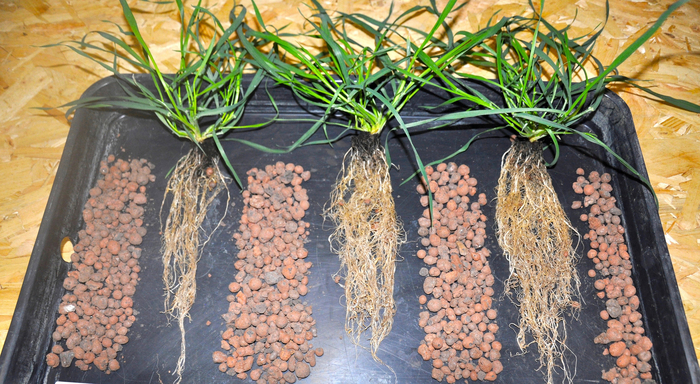 Root and yield-boosting seed treatment gains UK approval for spring ...