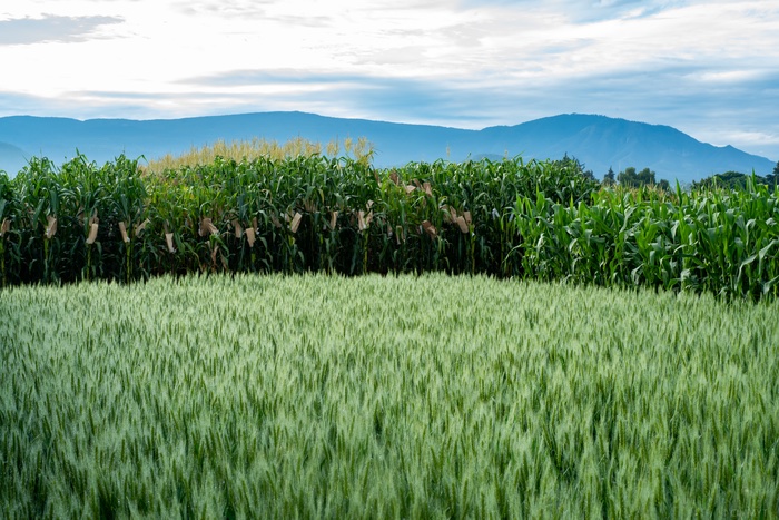 Against the grain: new paper reveals the overlooked health benefits of ...